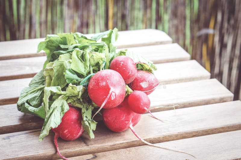 Raddish Stock Photos - Download 1,596 Royalty Free Photos
