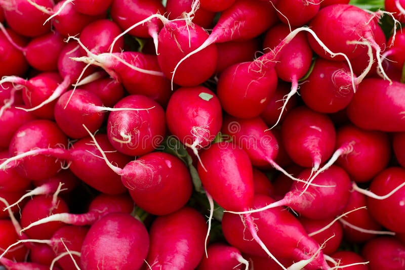 Fresh red radish stock image. Image of diet, tasty, biological - 22717395