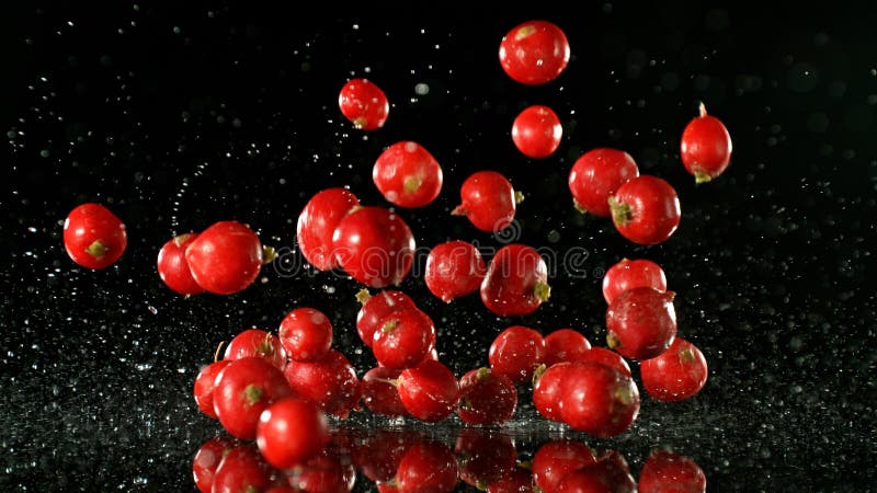 Fresh Red Radish Falling Down on Black Background Stock Image - Image ...