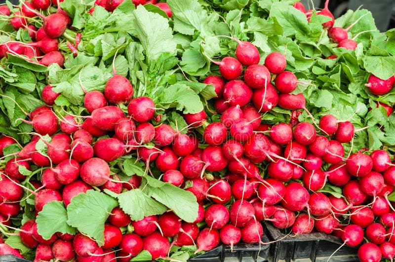 Red Radishes on Display at the Market Stock Image - Image of ...