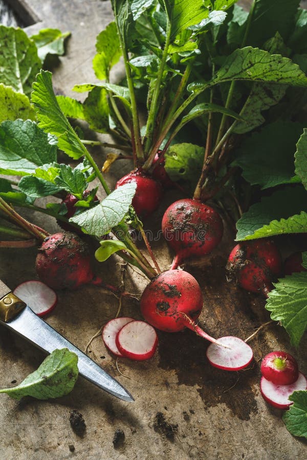 Fresh Red Radishes stock photo. Image of healthy, green - 113775618