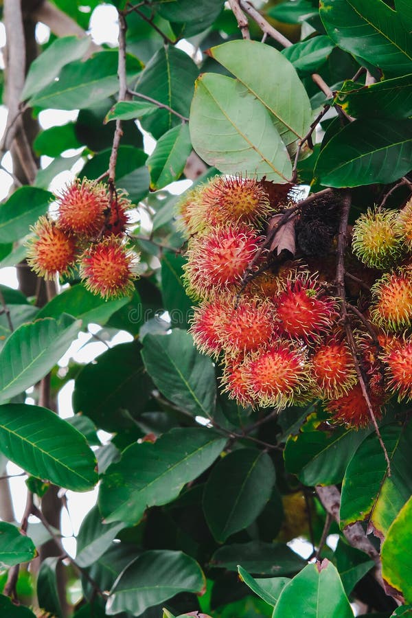 Fresh red rambutan on tree stock photo. Image of dessert - 148432114