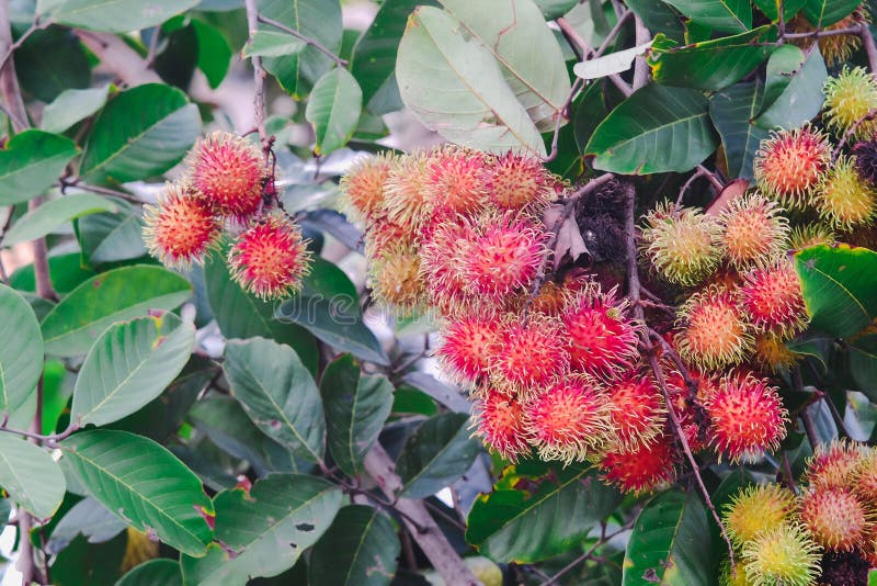 Fresh red rambutan on tree stock photo. Image of sweet - 148432264
