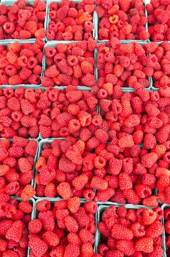 Fresh Red Raspberries on Display Stock Photo - Image of nutritious ...
