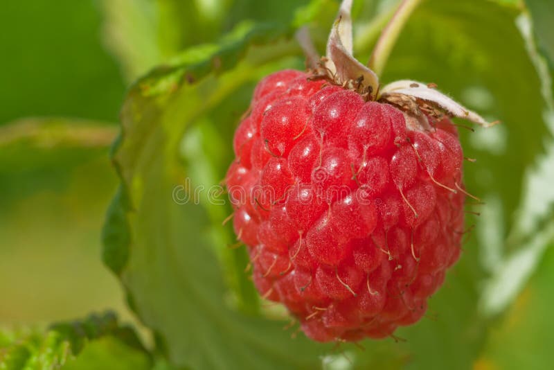 Fresh red raspberry stock photo. Image of nutrient, large - 13430798