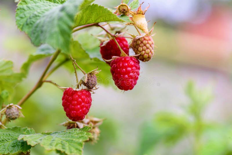 Fresh Red Raspberry on Branch Stock Photo - Image of farm, blackberry ...