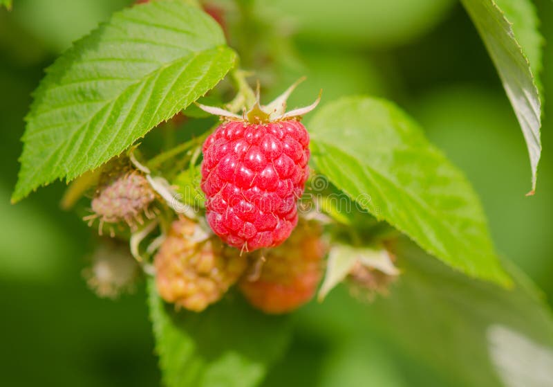 Big Red Raspberry On Bush Picture. Image: 20688905