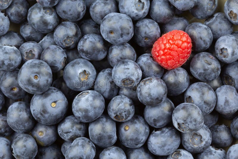 Ripe Blaeberries Stock Photos - Free & Royalty-Free Stock Photos from ...