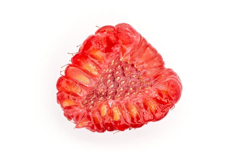 Section Rubus Stock Photos - Free & Royalty-Free Stock Photos from ...