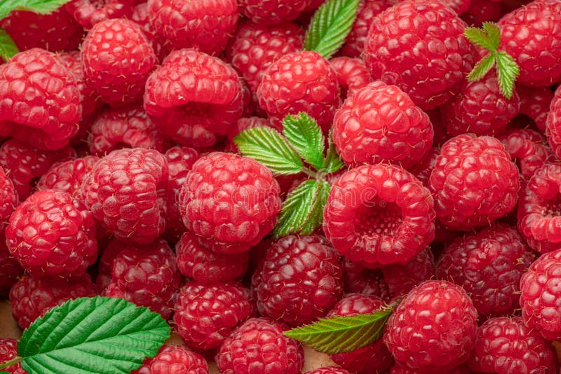 Ripe raspberries on stem stock photo. Image of fruit - 59896092