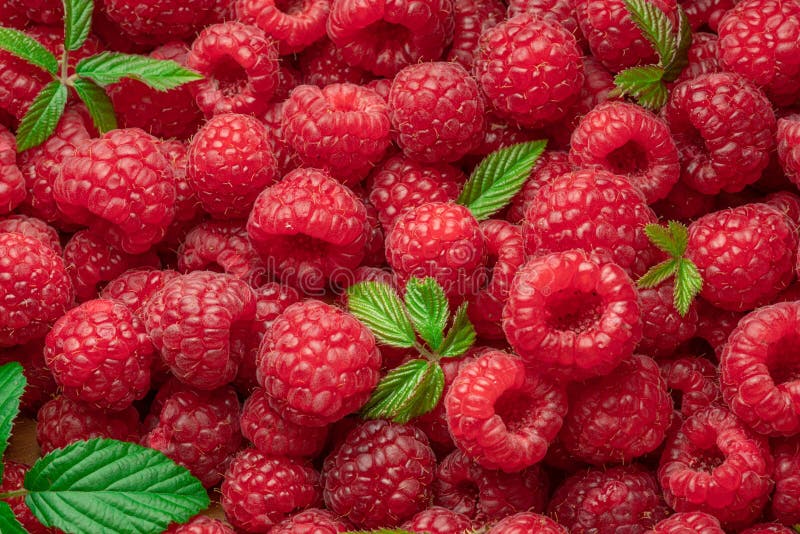 Ripe raspberries on stem stock photo. Image of fruit - 59896092