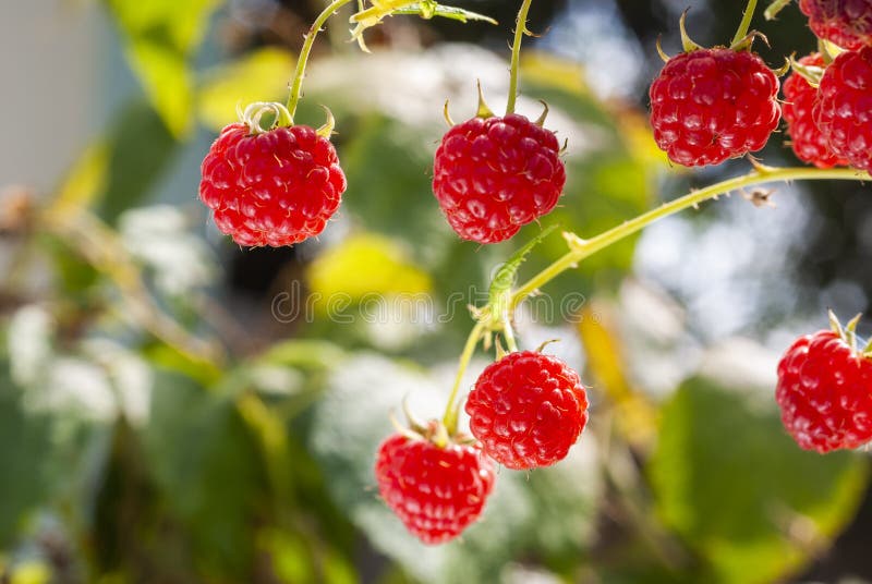 Ripe raspberries stock image. Image of raspberrycane - 22828613