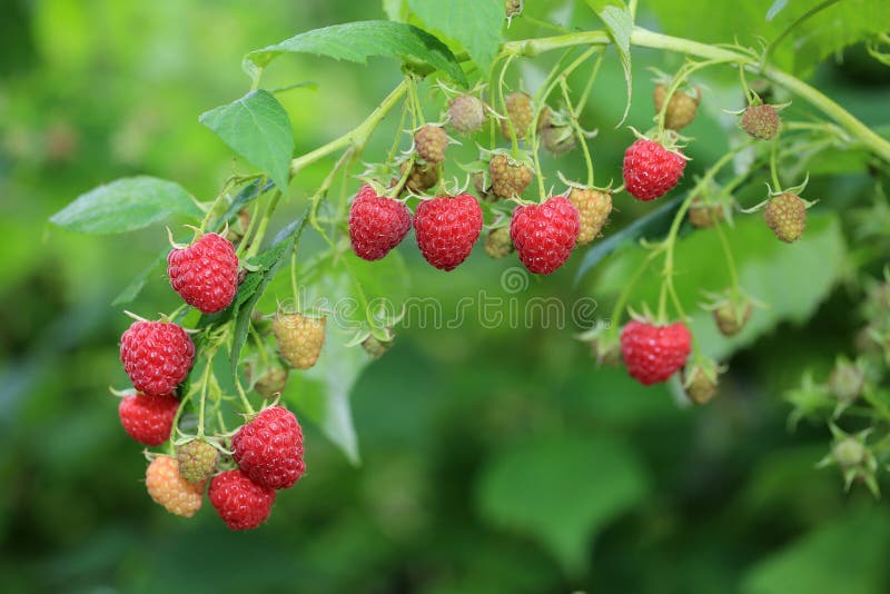 Ripe raspberries on stem stock photo. Image of fruit - 59896092