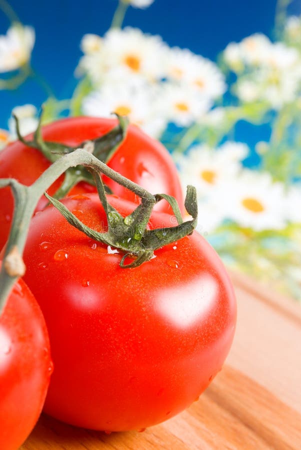 Fresh Red, Ripe Tomatoes. stock photo. Image of nourishing - 9340442