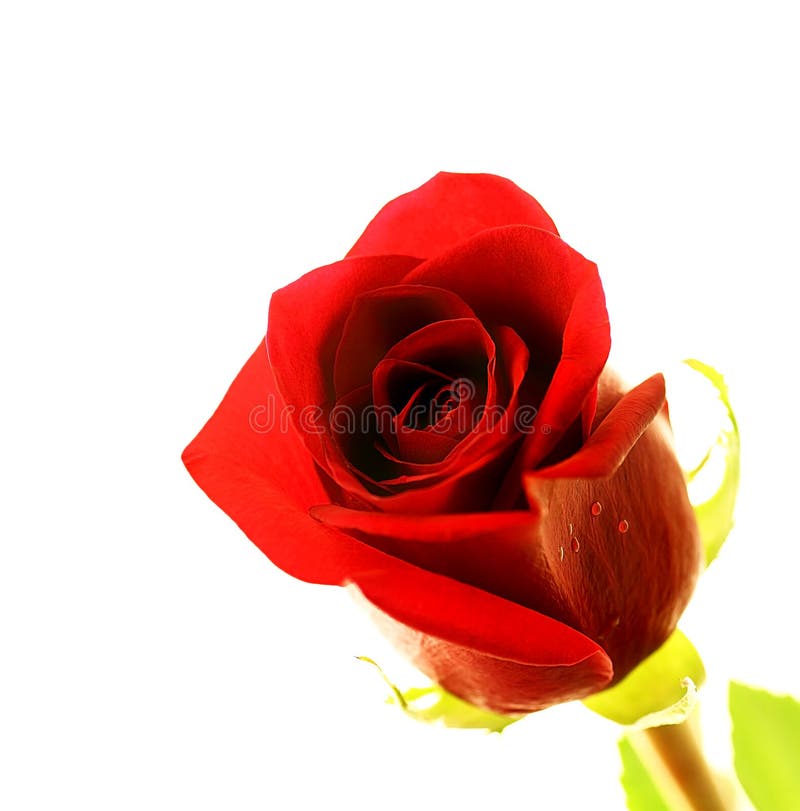Fresh red rose stock photo. Image of decorative, isolated - 17728424