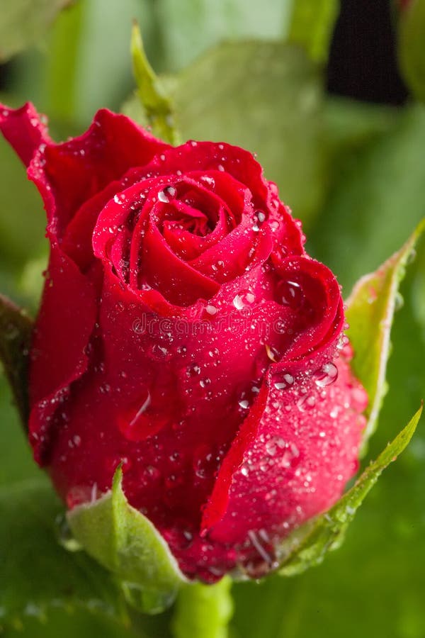 Fresh red rose stock image. Image of fresh, arrangement - 70167593