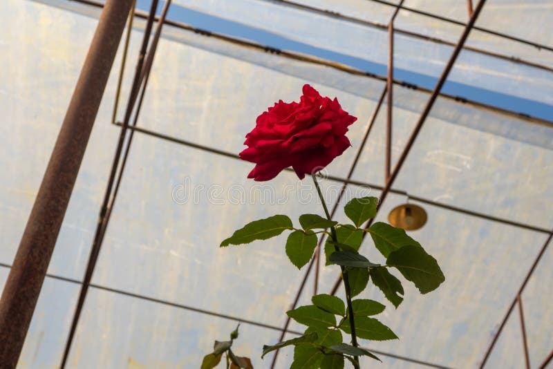 Fresh Red Rose in Flower Greenhouse Stock Photo - Image of rose ...
