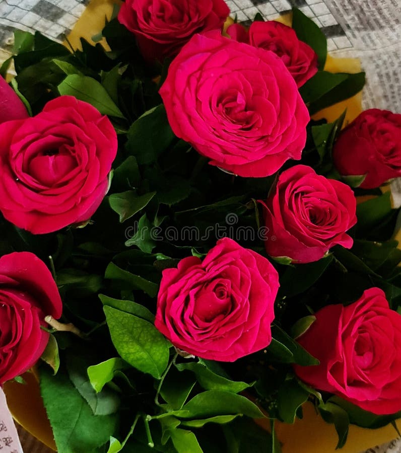 Fresh Red Rose Flowers Lovely Gift Stock Photo - Image of lovely ...