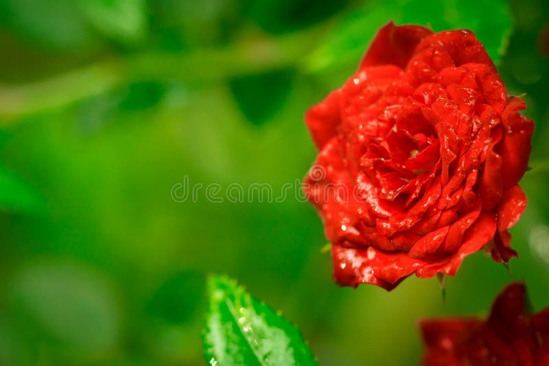 Red rose in garden stock photo. Image of flower, floral - 104777336