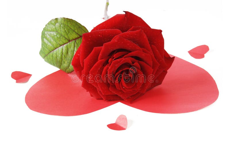 Fresh Red Rose and Heart Symbol on White Background Stock Image - Image ...