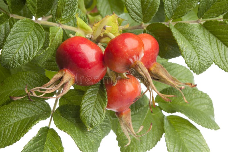 Fresh Red Rose Hips and Leaves Stock Image - Image of horizontal ...