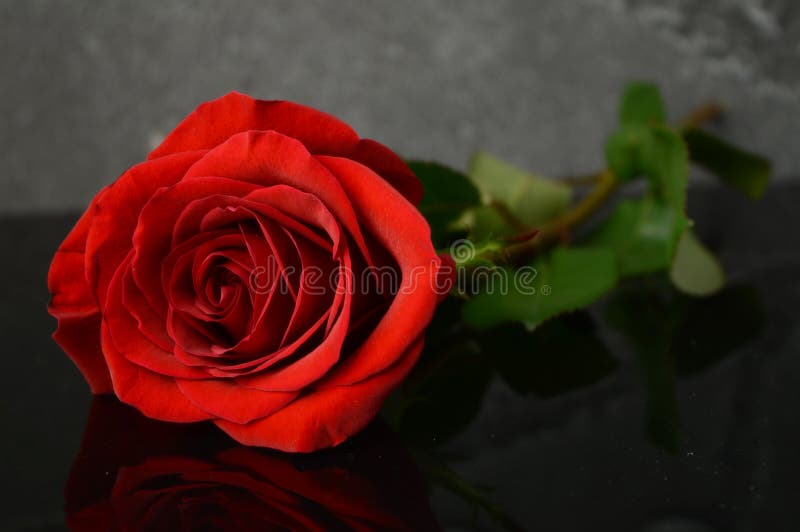 Fresh Red Rose stock photo. Image of beautiful, background - 193329988