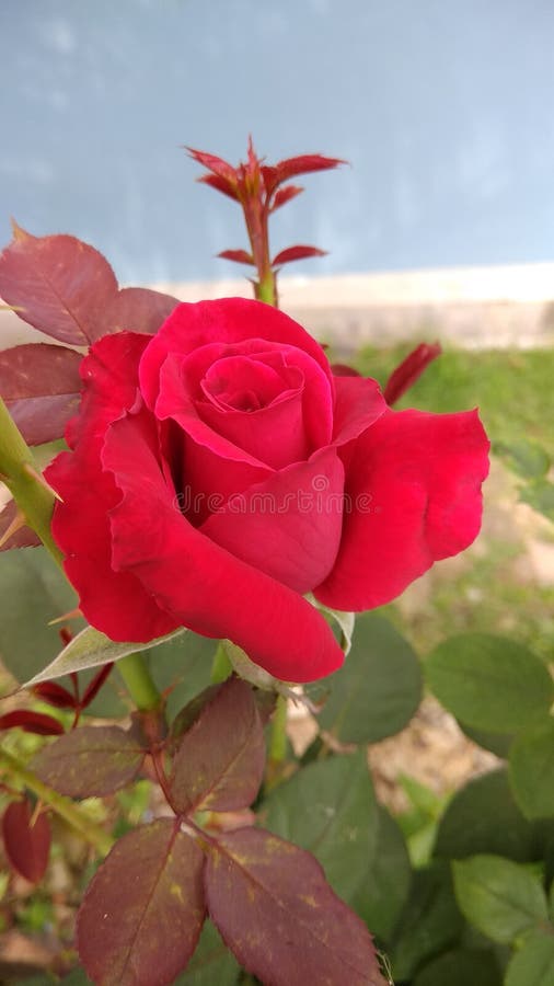 Fresh red rose stock photo. Image of rose, love, pure - 143099434