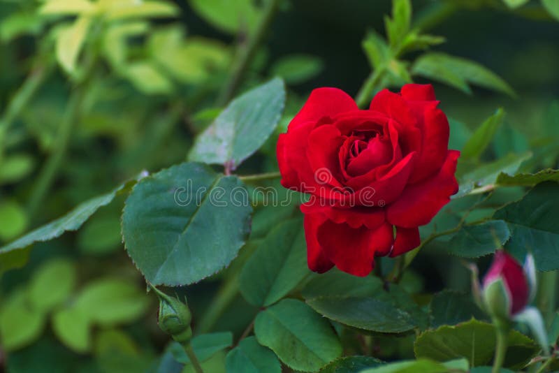 Fresh Red Rose Shot Outdoors Stock Photo - Image of love, bloom: 193641612
