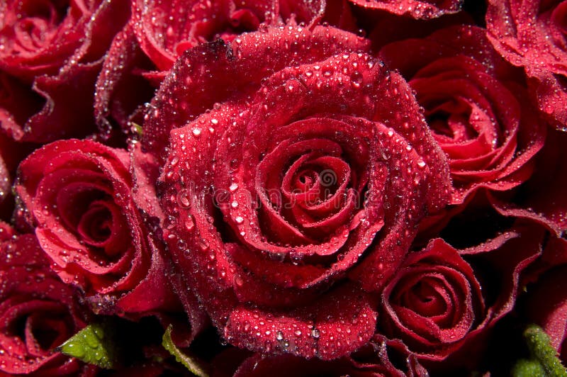 Fresh red roses stock image. Image of droplet, fresh - 15316365