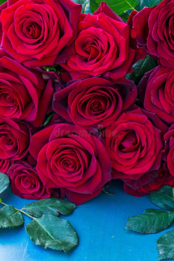 Fresh Red Roses on Blue Table Stock Photo - Image of birthday, border ...
