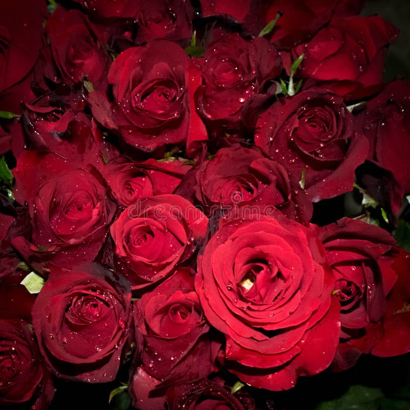 Fresh Red Roses stock photo. Image of closeup, flower - 111079086