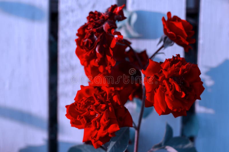 Red Roses on the Blue Background Stock Image - Image of beautiful ...