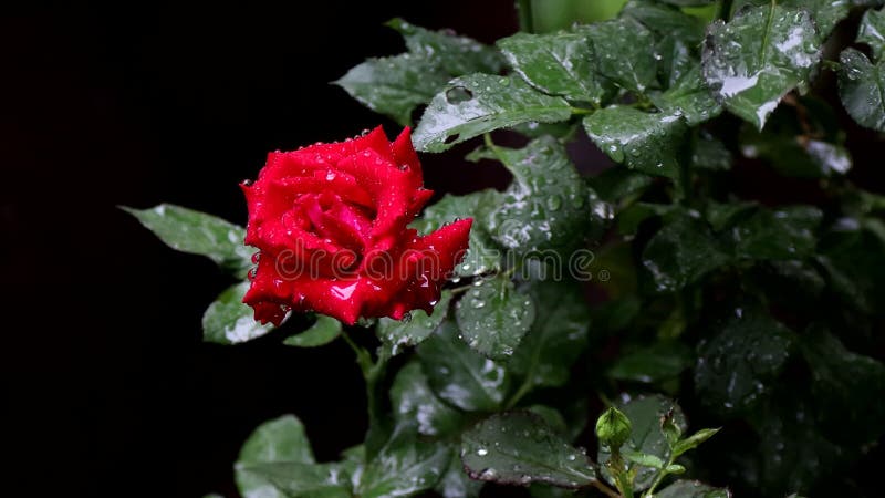 Fresh Red Roses with Raindrops on Them after the Rain Stock Video ...