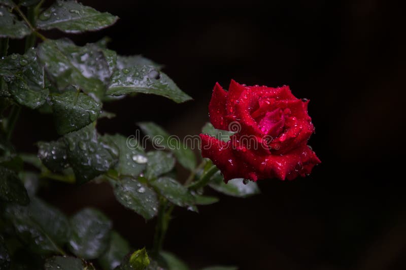 Red Roses with Raindrops in the Garden. Sunny Summer Day after Rain ...