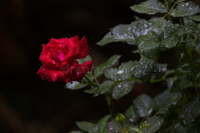 Red Roses with Raindrops in the Garden. Sunny Summer Day after Rain ...