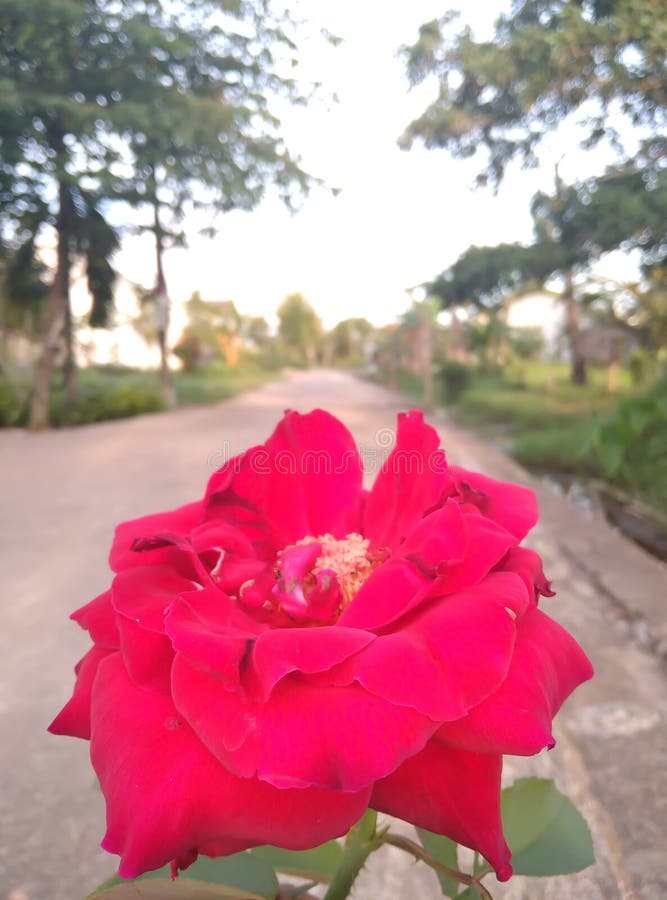 Fresh Red Roses Soothe the Eyes Stock Image - Image of soothe, fresh ...