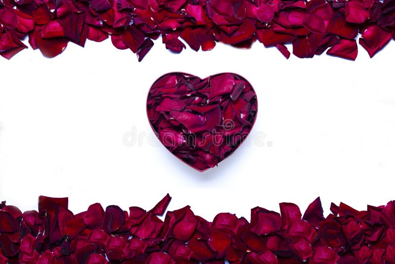 Fresh Red Roses on White Background Stock Image - Image of flower ...