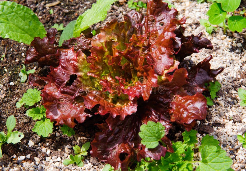 Fresh red salad stock image. Image of head, growing, color - 92750679