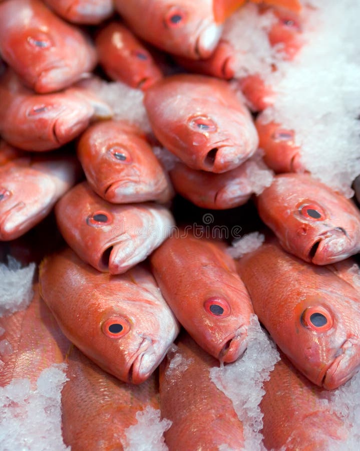 Fresh Red Snapper stock photo. Image of snapper, display - 2405394