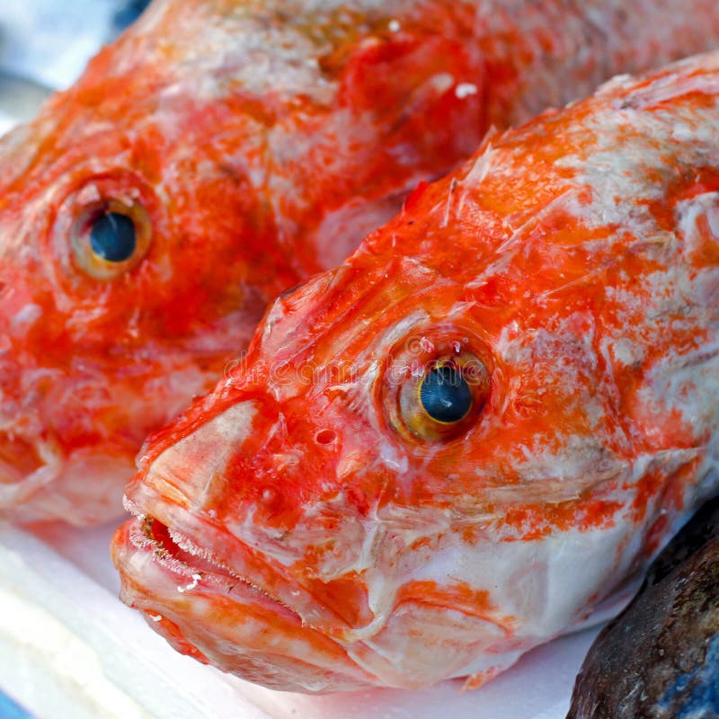 Red snapper stock photo. Image of rockfish, snapper - 279736846