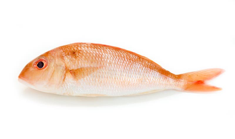 Fresh red snapper stock photo. Image of fish, color, healthy - 51557298