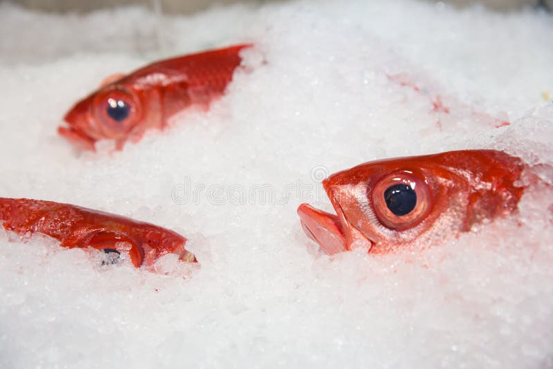 Fresh Red Snapper on Ice stock image. Image of selling - 39525533