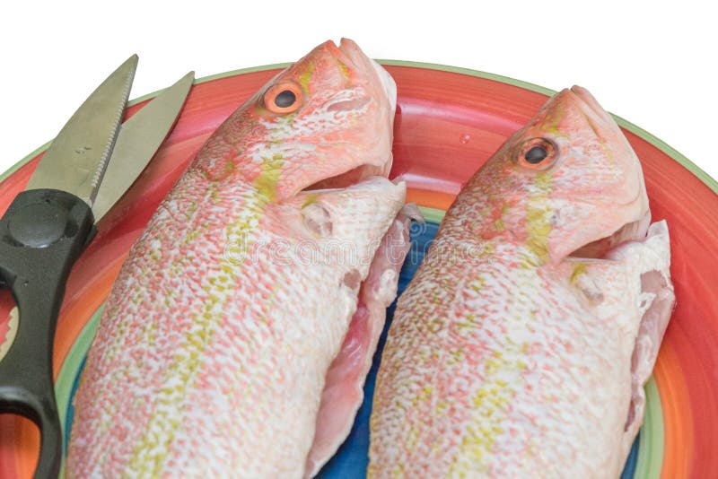 Red Snapper on a plate stock photo. Image of green, meal - 15904710