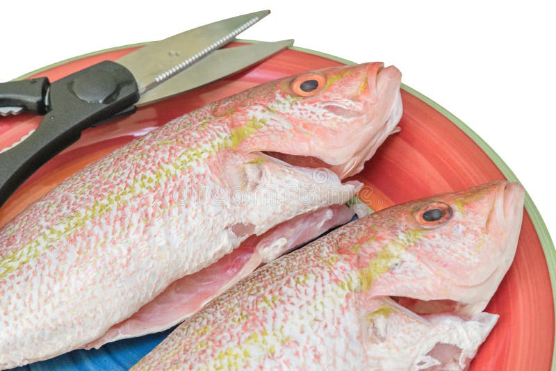 Fresh red snapper on plate stock photo. Image of healthy - 106446878
