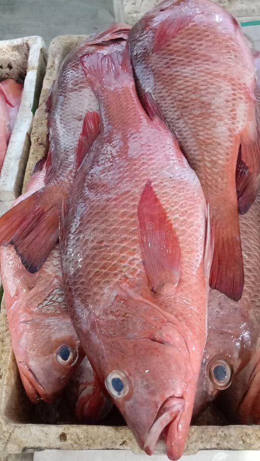 The Fresh Red Snapper Sold in the Market is Suitable for Grilling Stock ...