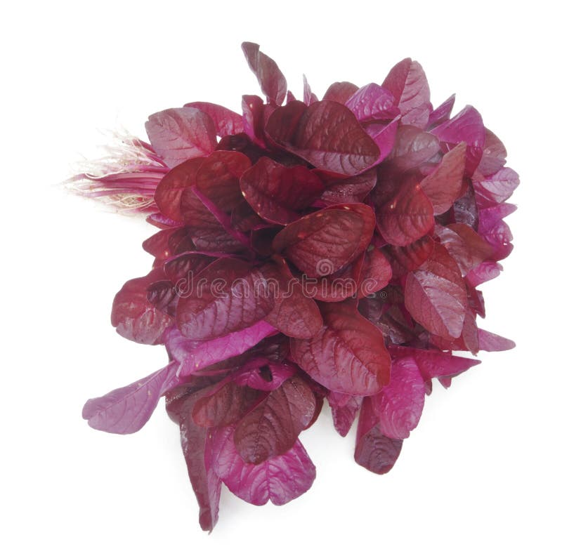 Fresh Red Spinach (Amaranthus Dubius) Stock Image - Image of blossom ...