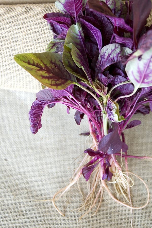Fresh red spinach stock image. Image of food, violet - 37381953
