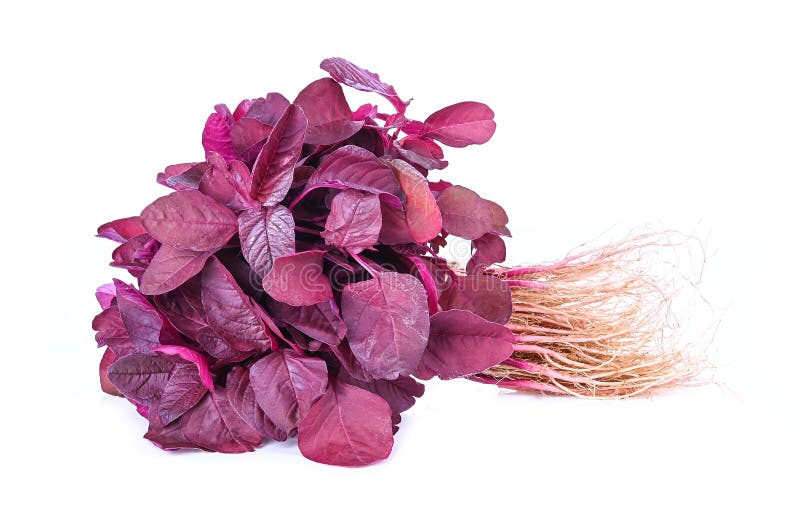 Fresh Red Spinach Isolated on White Background Stock Image - Image of ...