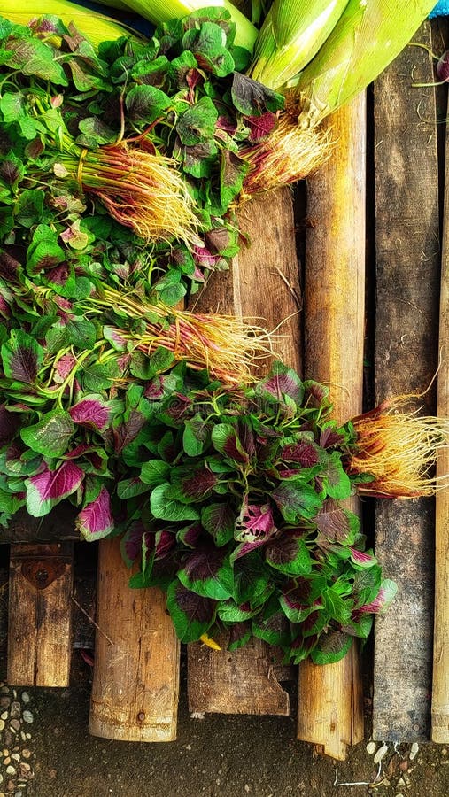 Fresh Red Spinach Ready To Be Cooked and Enjoyed with Family Stock ...