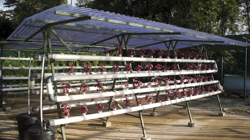 Fresh Red Spinach Vegetable Plant by Hydroponic Method. Nutrient Film ...